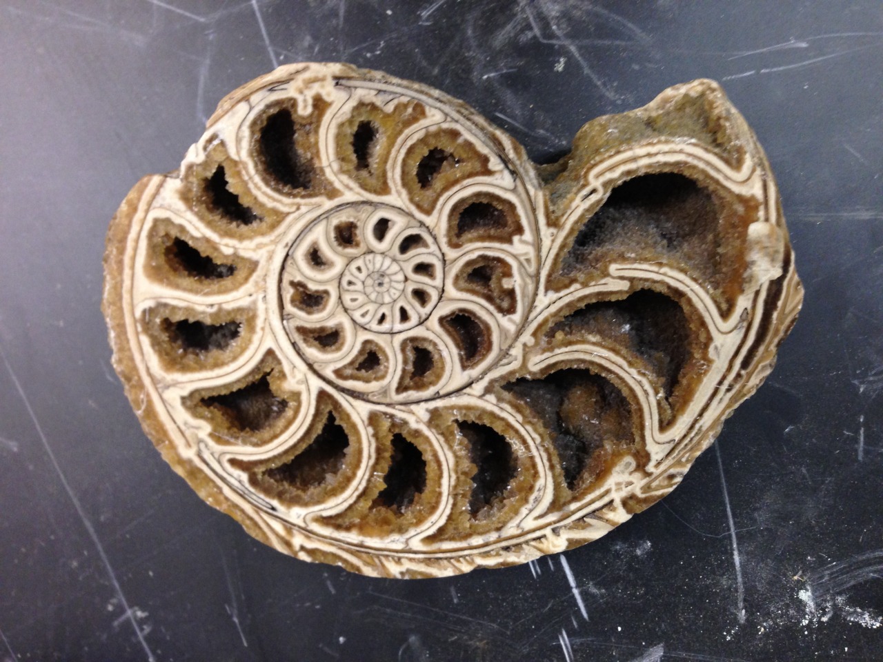 Ammonite – Emily Zawacki, Ph.D.
