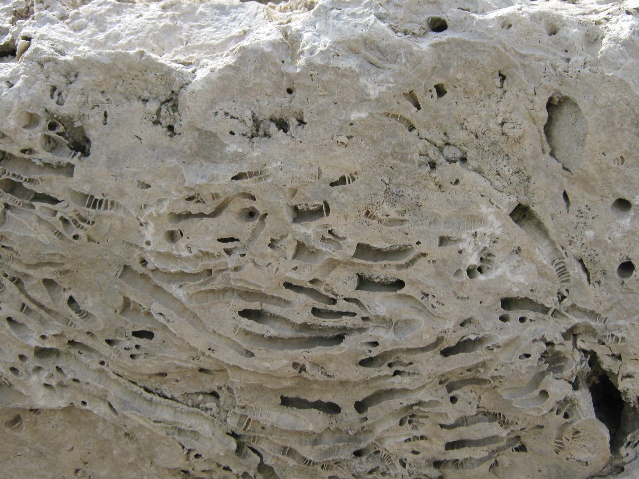 Thornton Quarry, Illinois – Emily Zawacki, Ph.D.